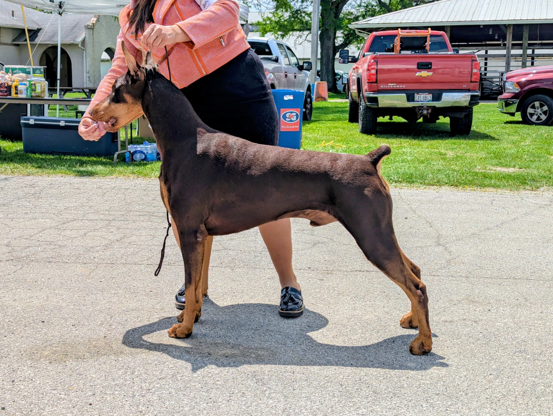 Litter A - AKC Registered Lyndobe's Doberman Puppies for Sale in ...