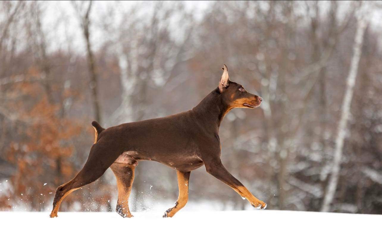 Home - AKC Registered Lyndobe's Doberman Puppies for Sale in Belleville ...