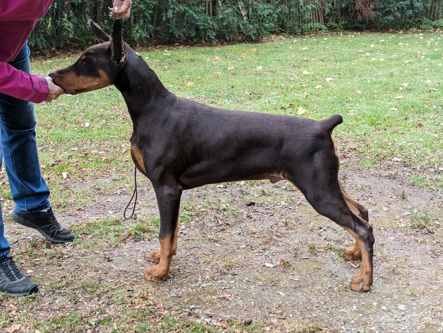 Litter B - AKC Registered Lyndobe's Doberman Puppies for Sale in ...