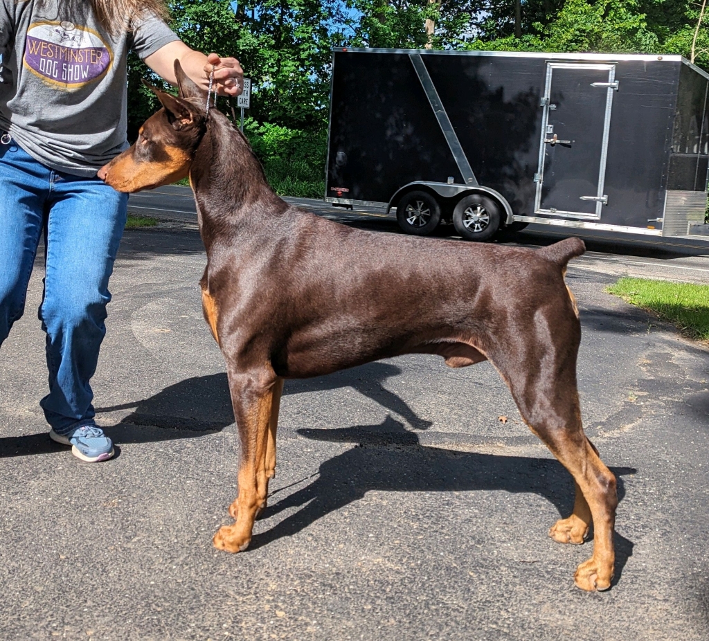 Litter B - AKC Registered Lyndobe's Doberman Puppies for Sale in ...